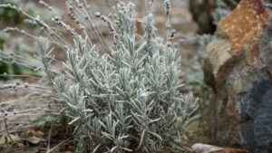 17 Lavender Rescue Tricks Every Gardener Should Know (Before It’s Too ...