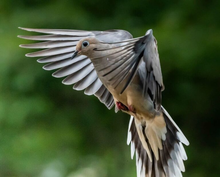 15 Amazing Facts About Mourning Doves That Will Surprise You - Complete ...