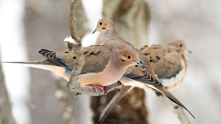 15 Amazing Facts About Mourning Doves That Will Surprise You - Complete ...
