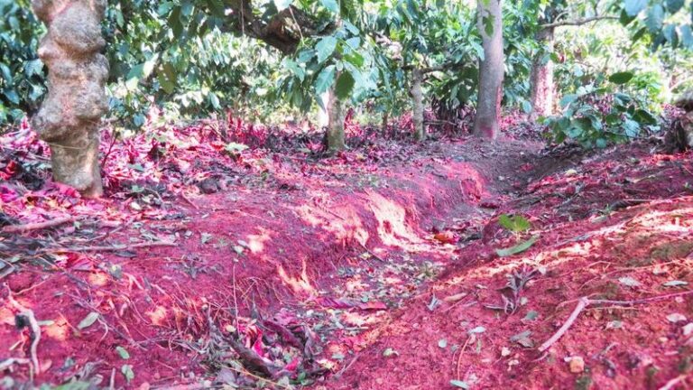 13 Eye-Opening Facts About Garden Soil Color – Plus Hidden Gardening ...