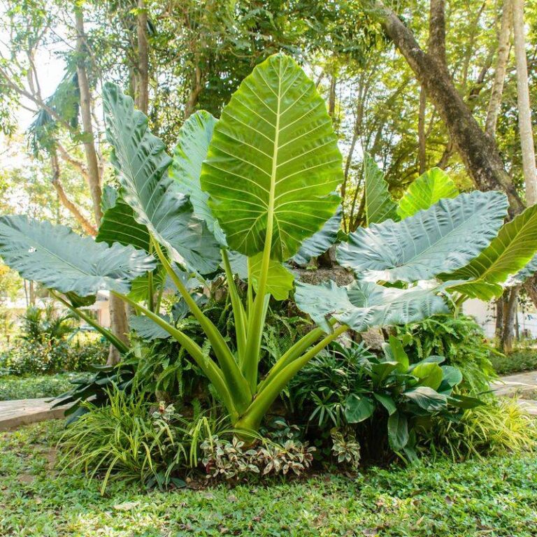 These 20 Big Leaf Plants Will Instantly Turn Your Garden Into a ...