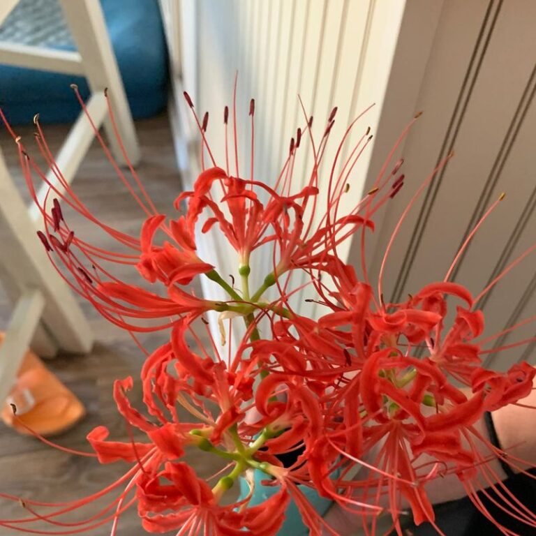 10 Fascinating Facts About Red Spider Lilies - Complete Gardening