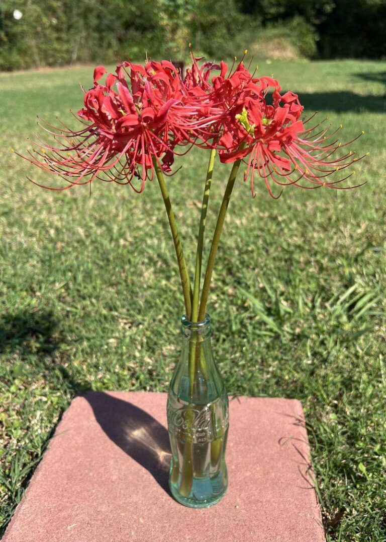 10 Fascinating Facts About Red Spider Lilies - Complete Gardening