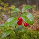 13 Native Berry Bushes That Taste Amazing – And Are Shockingly Easy to ...