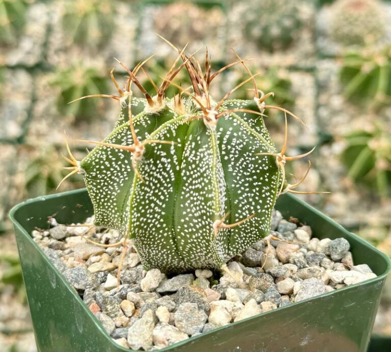 This Spiky Little Plant Is Taking Over Gardens—Here’s Why You Should ...