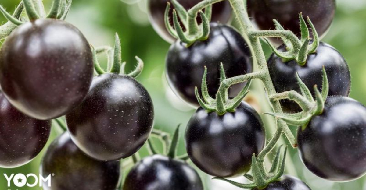 This Strange-Looking Tomato Is Healthier Than All the Rest—Here’s Why ...