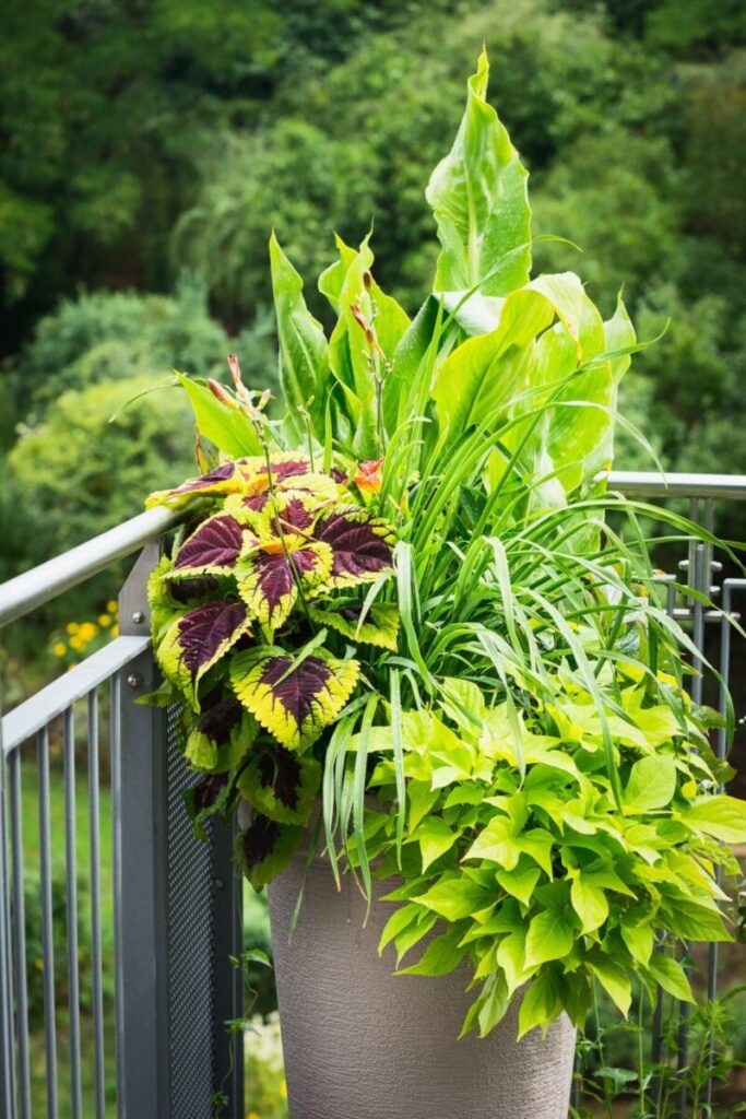 25 Foolproof Container Combos That Thrive Anywhere - Complete Gardening