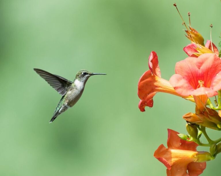 Top 12 Tubular Flowers That Hummingbirds Absolutely Love - Complete ...