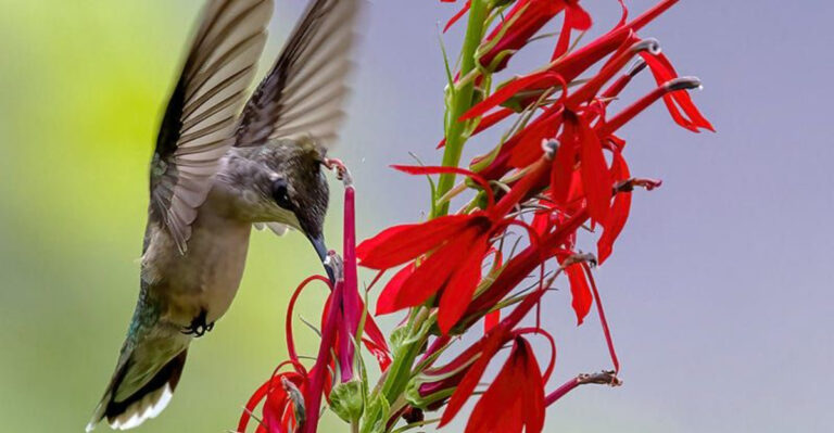 Top 12 Tubular Flowers That Hummingbirds Absolutely Love - Complete ...