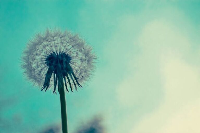 10 Powerful Meanings Behind the Dandelion Flower - Complete Gardening