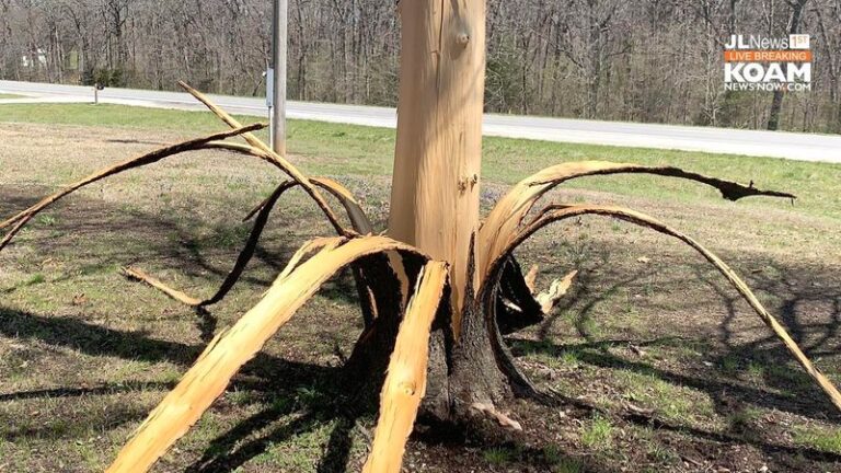 15 Trees Most Likely to Be Struck by Lightning (Yet People Still Plant ...