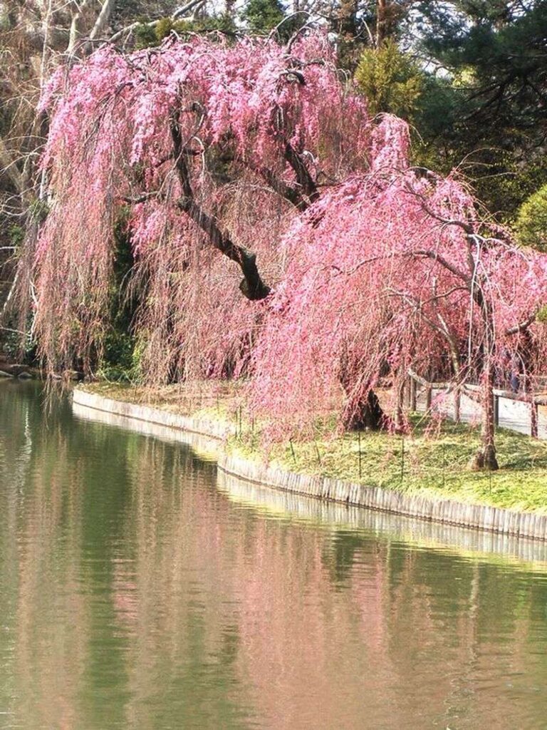 These 14 Pink Flowering Trees Will Make Your Garden Look Straight Out ...