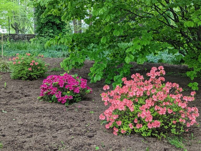 15 Secrets to Growing Gorgeous Azaleas Every Gardener Should Know ...