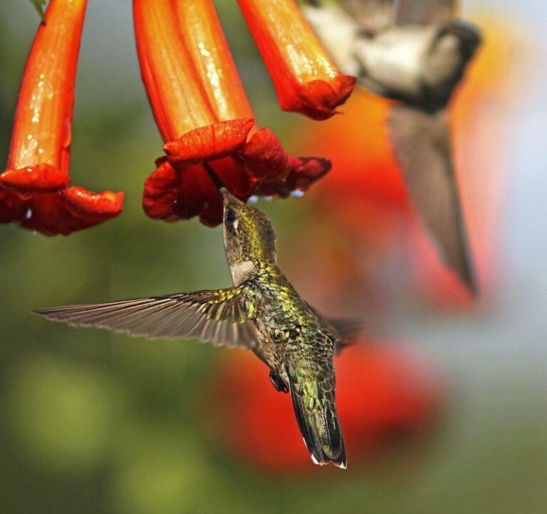 15 Simple Ways to Turn Your Garden into a Hummingbird Paradise ...