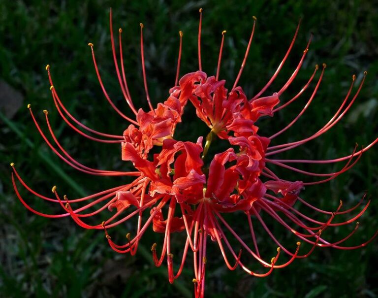 10 Fascinating Facts About Red Spider Lilies - Complete Gardening