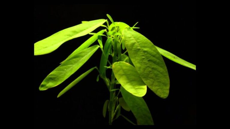 15 Fascinating Plants That React to Sound, Touch, or Movement ...