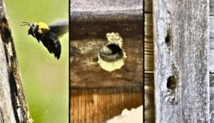 Buzz Off! 7 Smart Ways to Get Rid of Carpenter Bees for Good - Complete ...
