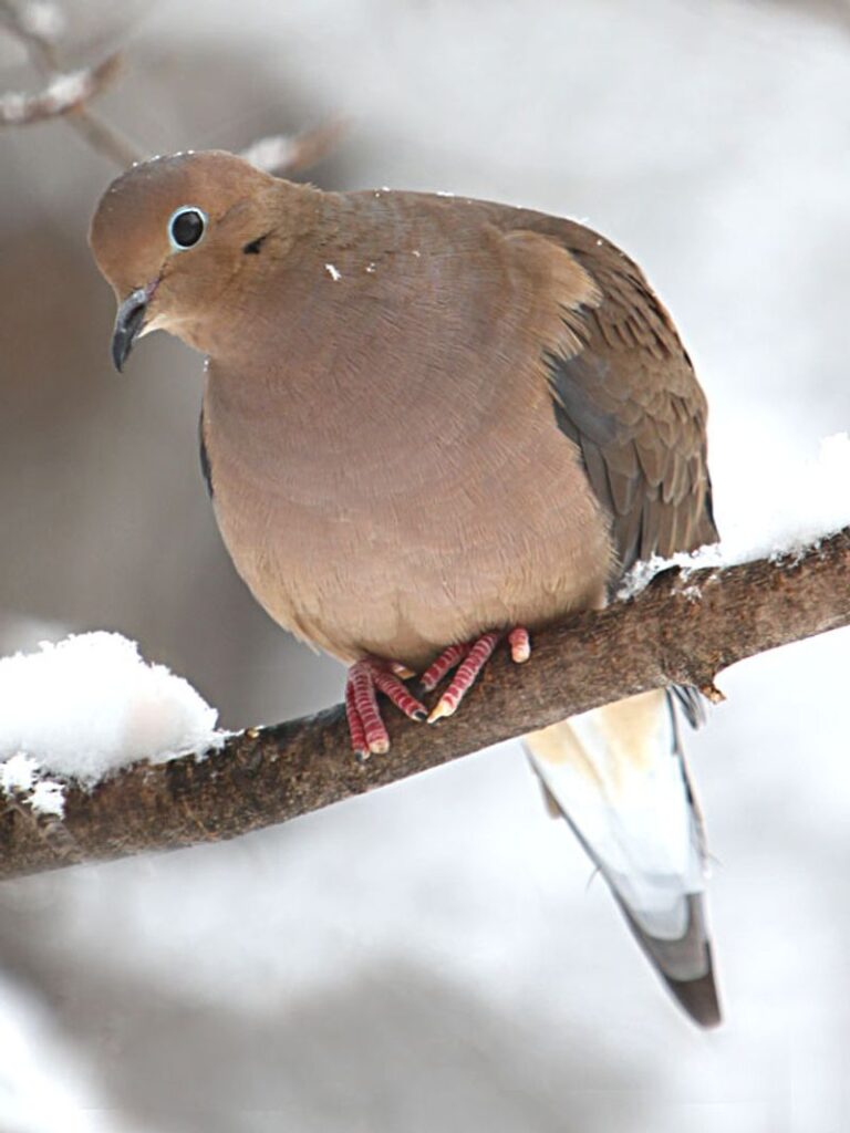 15 Amazing Facts About Mourning Doves That Will Surprise You - Complete ...