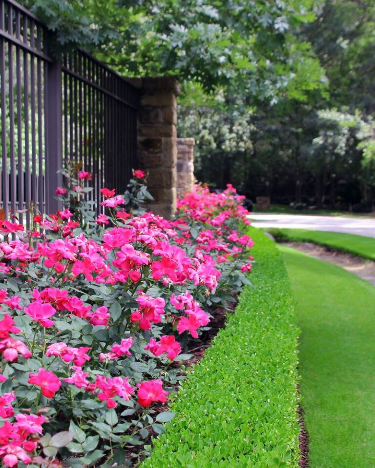 Want a Rose Hedge That Turns Heads? Discover the 24 Best Varieties for ...