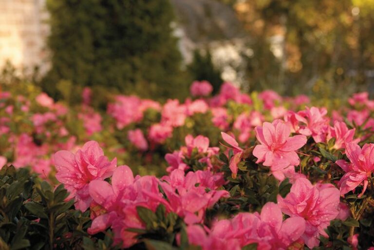 15 Secrets to Growing Gorgeous Azaleas Every Gardener Should Know ...