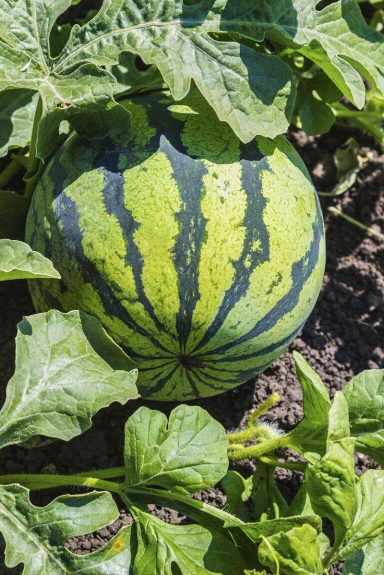 13 Easy Tips to Grow Giant Watermelons for a Bumper Harvest This Year ...