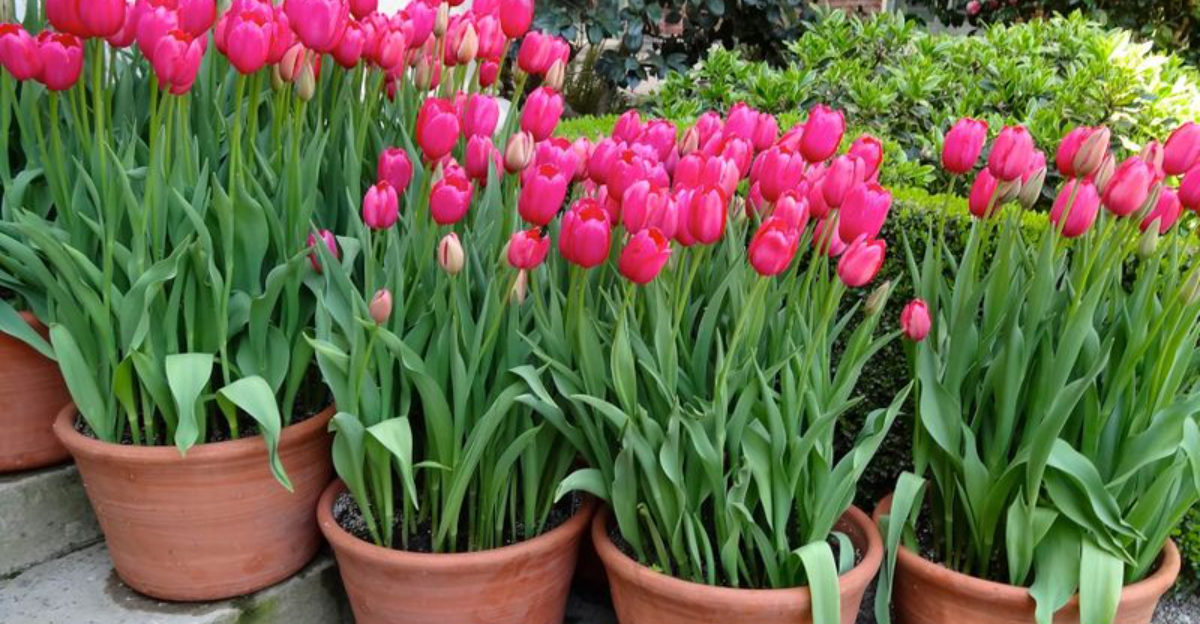 What Most Gardeners Get Wrong About Tulips—Do This After They Bloom for ...