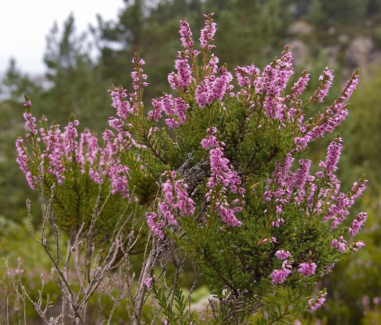 25 Gorgeous Shrubs That Secretly Clean Up Radioactive Soil - Complete ...