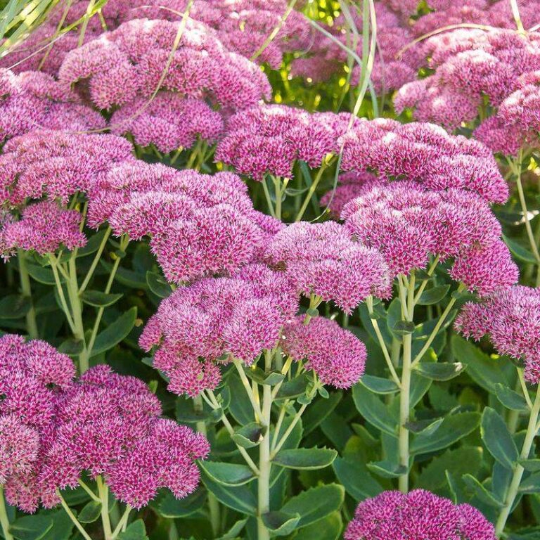 20 Pink Perennials You’ll See Every Year and 5 That Vanish After One ...