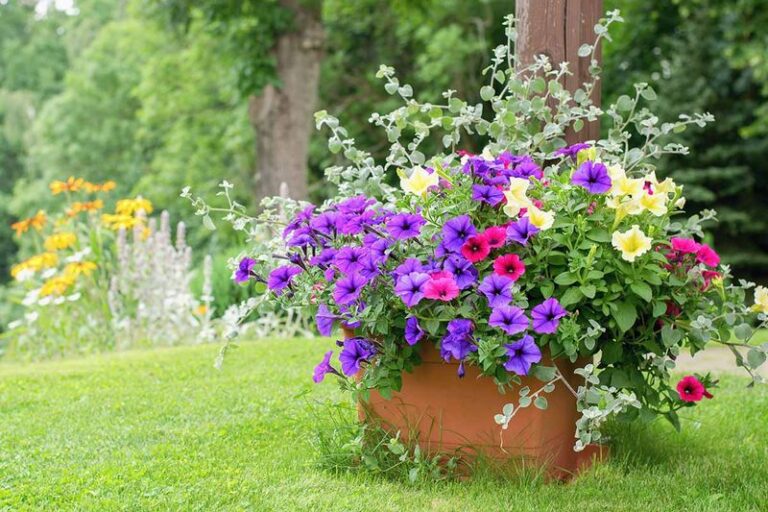 23 Plants That Will Flourish On Your Patio, Regardless Of Sun ...