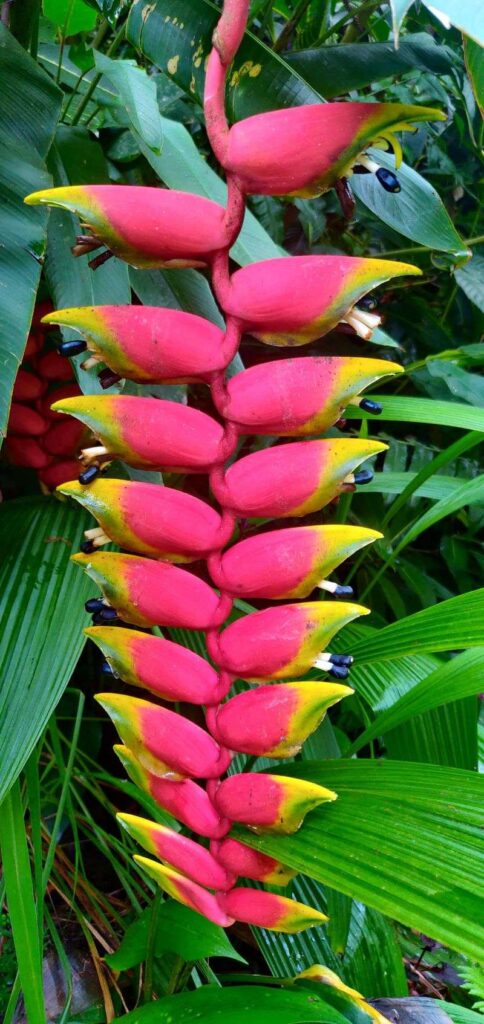 30 Exotic Plants From Deep Jungles That Will Blow Your Mind - Complete ...