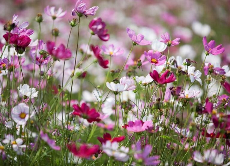 24 Beginner-Friendly Flowers Anyone Can Grow with Ease - Complete Gardening