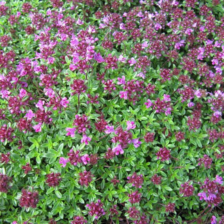 7 Gorgeous Creeping Thyme Lawns That'll Make Your Neighbors Jealous ...