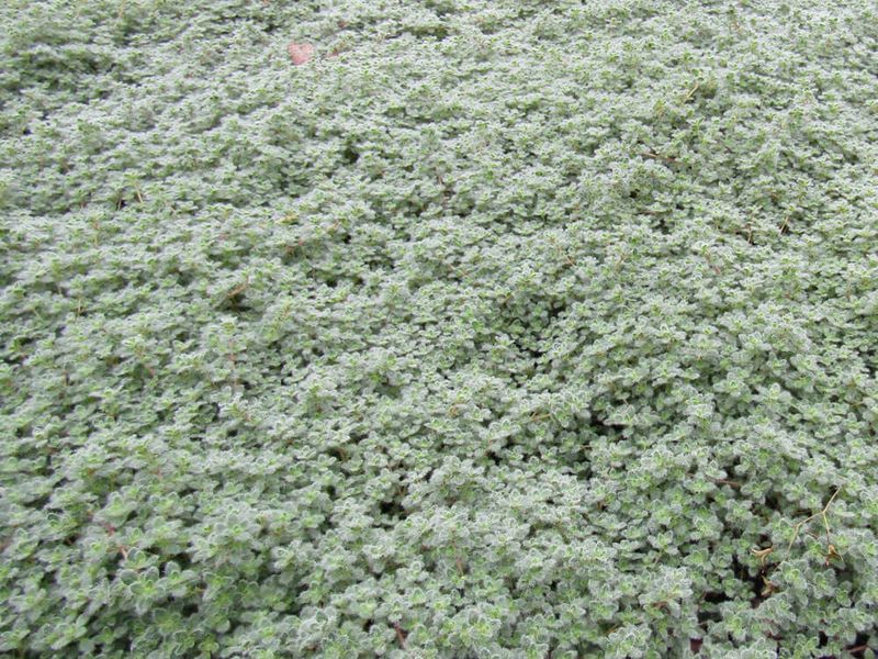 7 Gorgeous Creeping Thyme Lawns That'll Make Your Neighbors Jealous ...