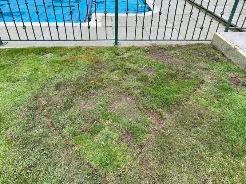 16 Reasons Why Backyard Pet Burials Are a Terrible Idea - Complete Gardening