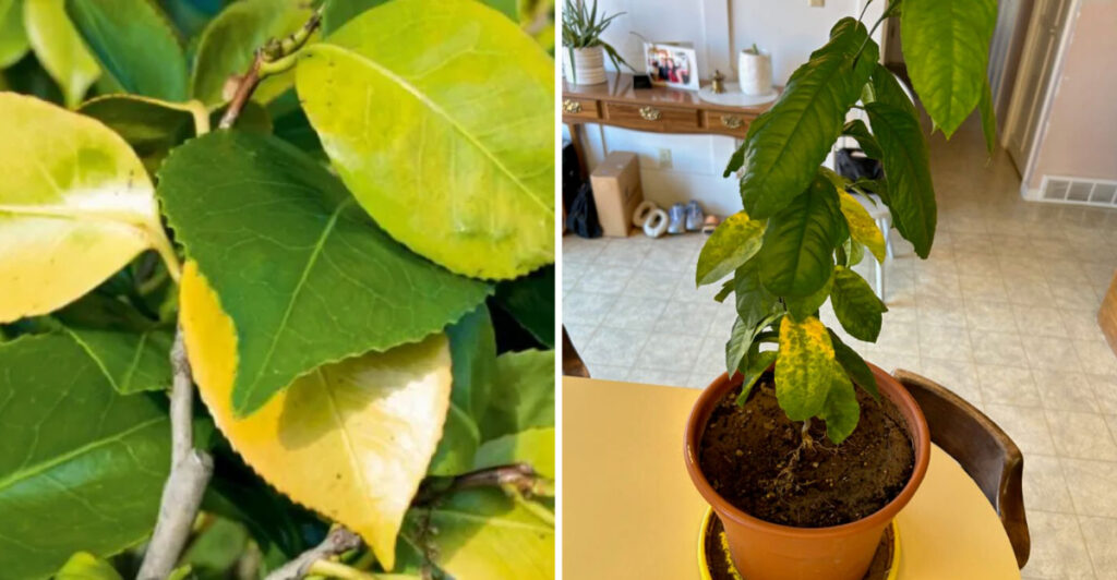 10 Reasons Your Lemon Tree Leaves Are Turning Yellow - Complete Gardening