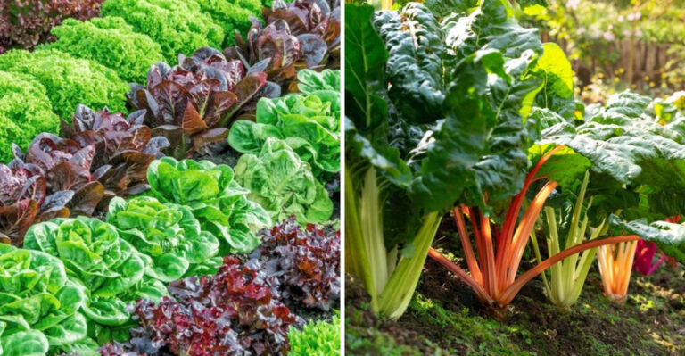 12 Crops That Thrive in Shade (Yes, Really!) - Complete Gardening