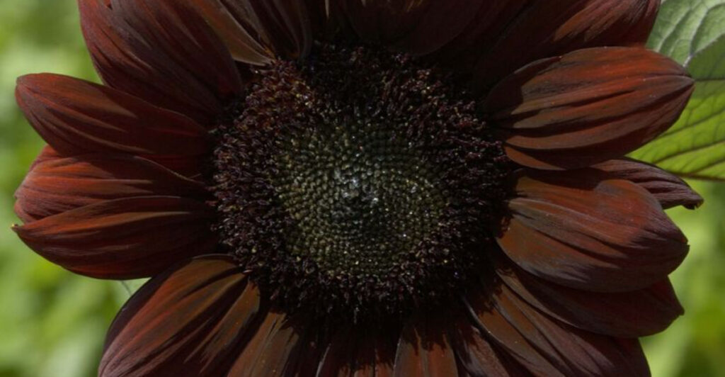 12 Gorgeous Brown Flowers That Will Add Earthy Elegance to Your Garden ...