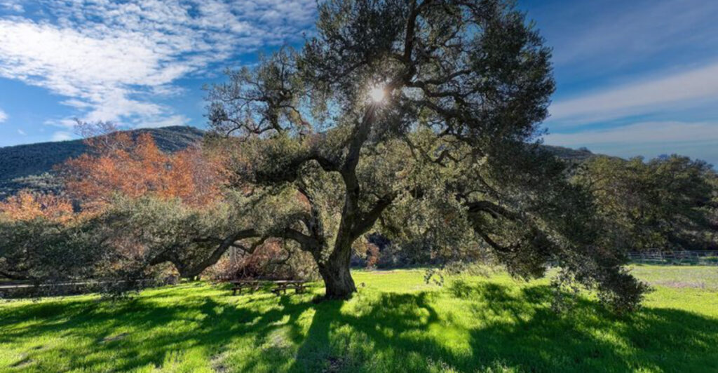 13 Best Fire-Resistant Trees for a Defensible Landscape - Complete ...