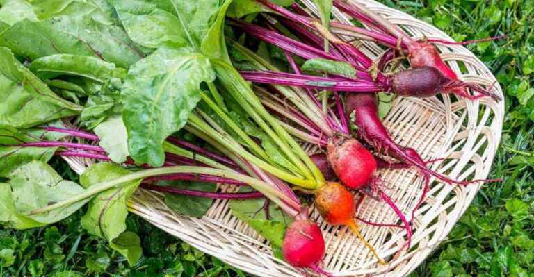 15 Easy Plants to Sow in May for Quick Wins - Complete Gardening