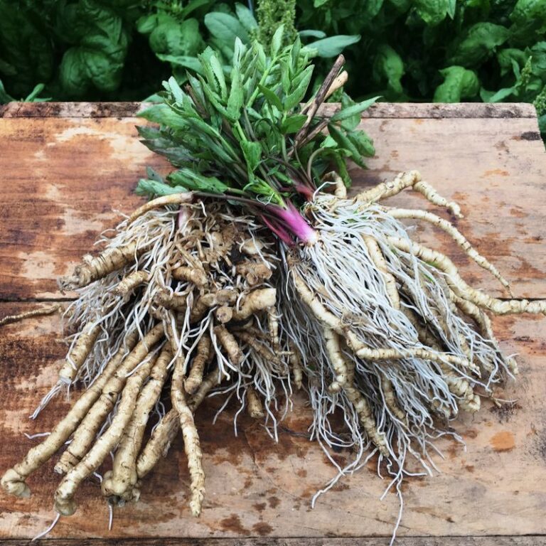 15 Forgotten Vegetables Medieval Farmers Grew That NEED to Come Back ...