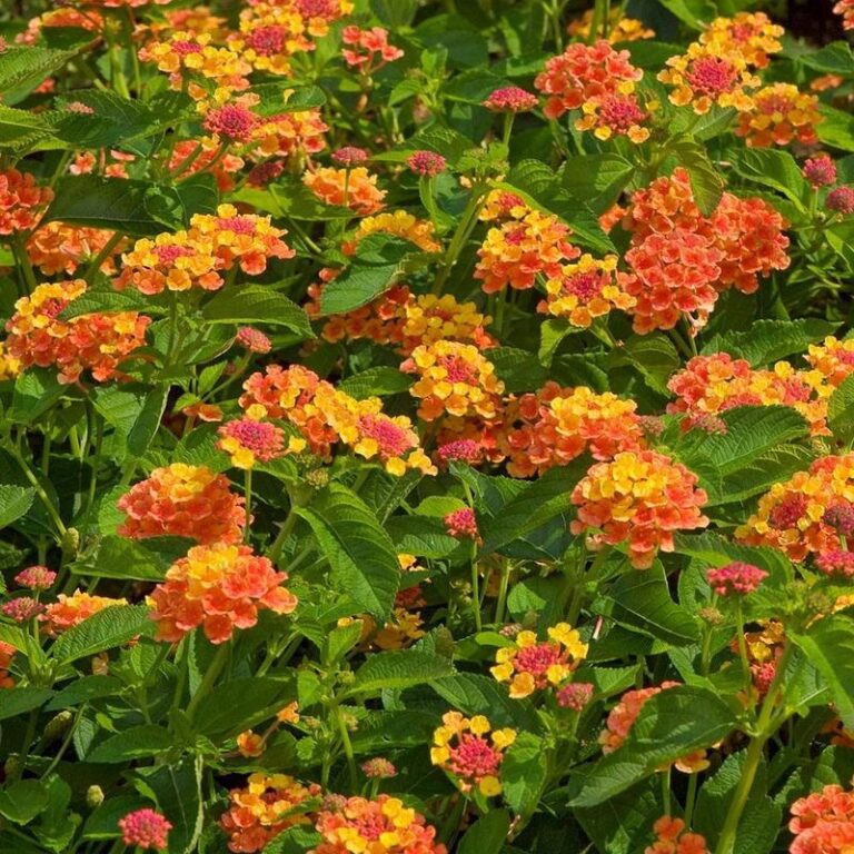 15 Lantana Varieties That Keep Bursting With Color All Summer Long ...