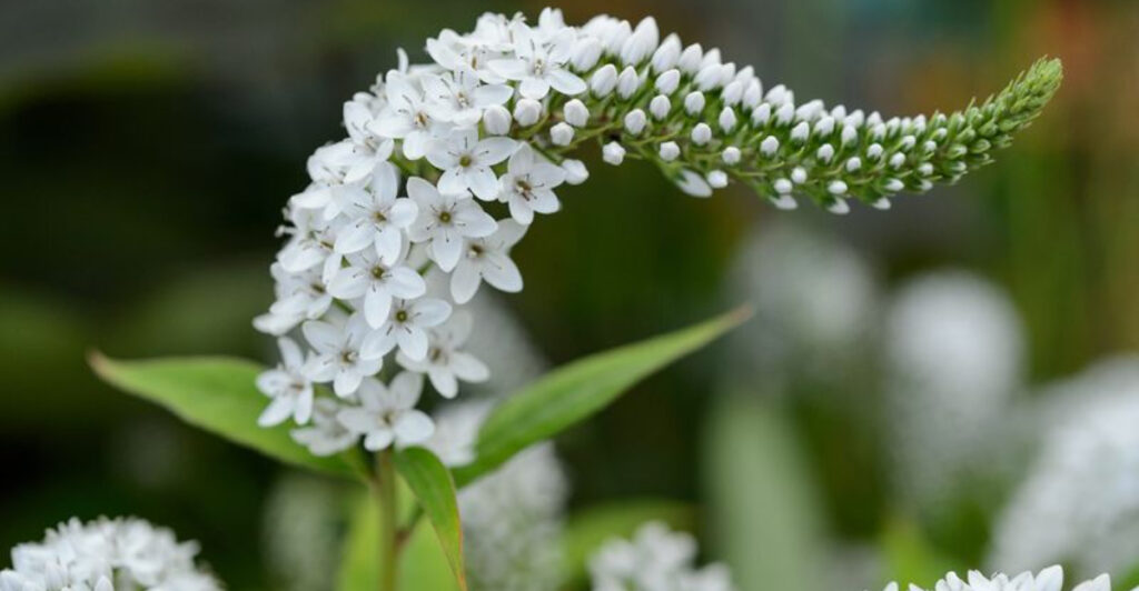 15 Perennials That Triple in a Season (and 5 for Instant Impact ...