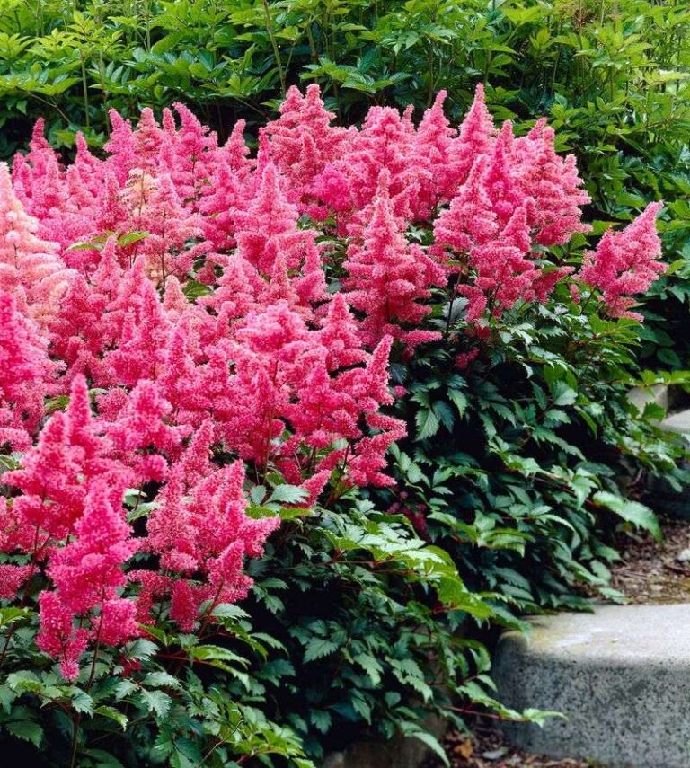 15 Shade Flowers That Are Super Easy to Grow - Complete Gardening