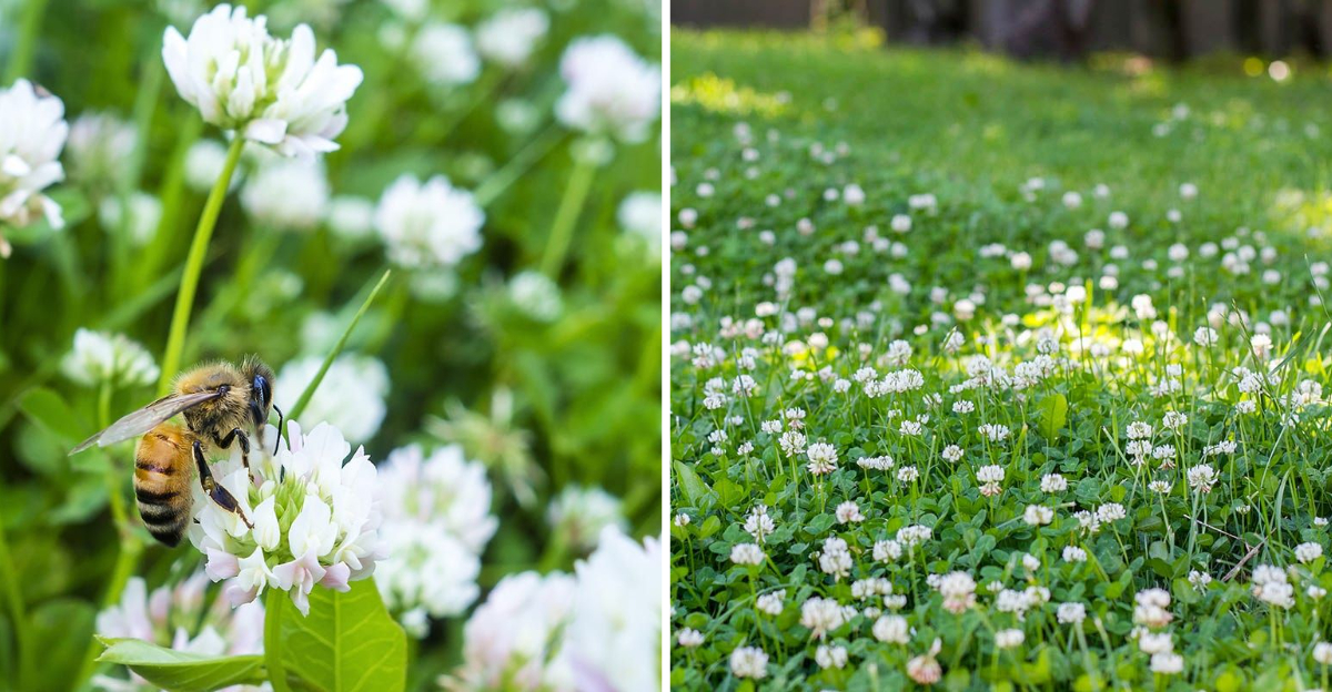 15 Things to Know About White Clover – From Lawn Cover to Natural ...