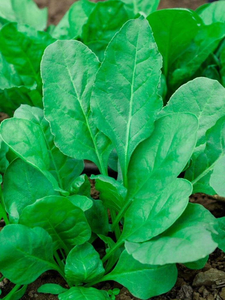 17 Shade-Loving Summer Vegetables That Thrive Without Full Sun ...