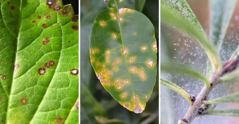 18 Common Butterfly Bush Problems And Diseases You Shouldn’t Ignore ...