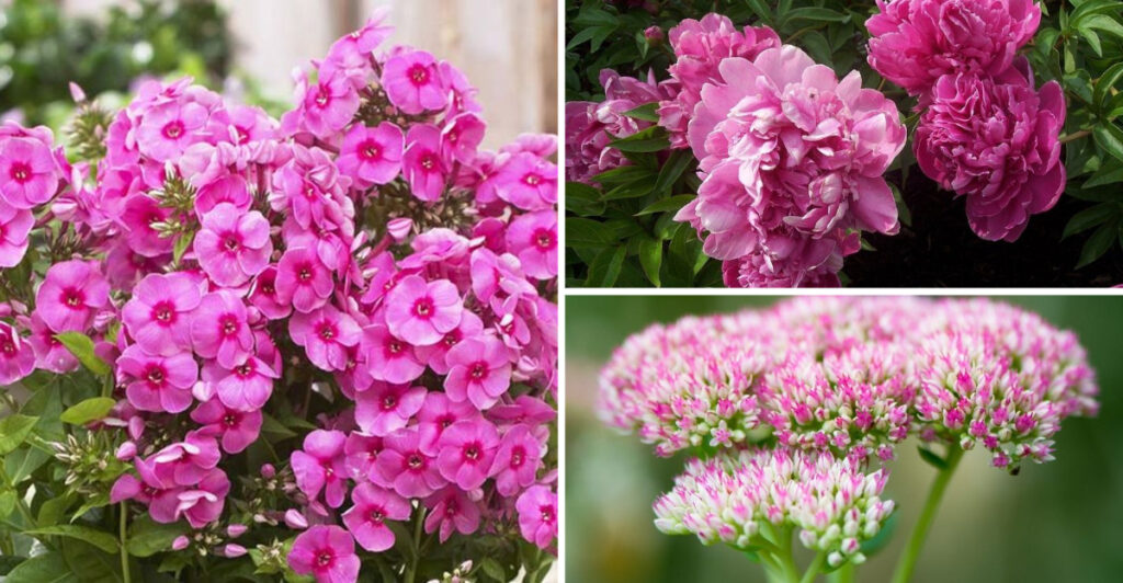 18 Perennials To Divide And Transplant Before Late Spring (And Expert ...