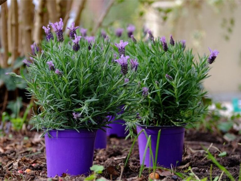 18 Short Perennial Flowers Ideal For Small Gardens - Complete Gardening