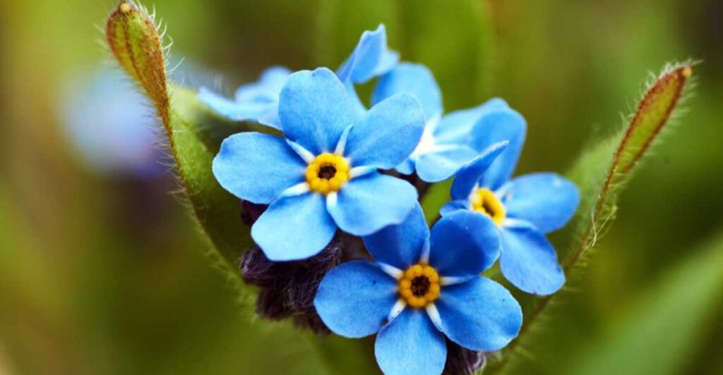18 Short Perennial Flowers Ideal For Small Gardens - Complete Gardening