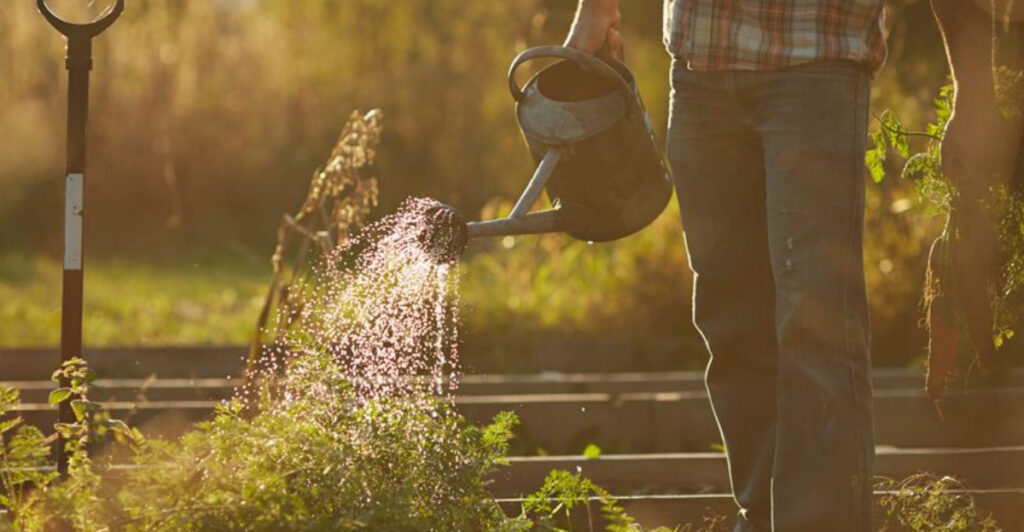 18 Things You’re Doing Wrong When Watering Plants - Complete Gardening